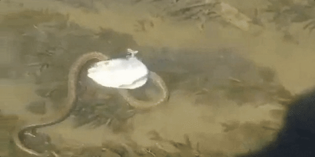 Bizarre Viral Fish-Headed Snake, Explained by Herpetologists | Inverse