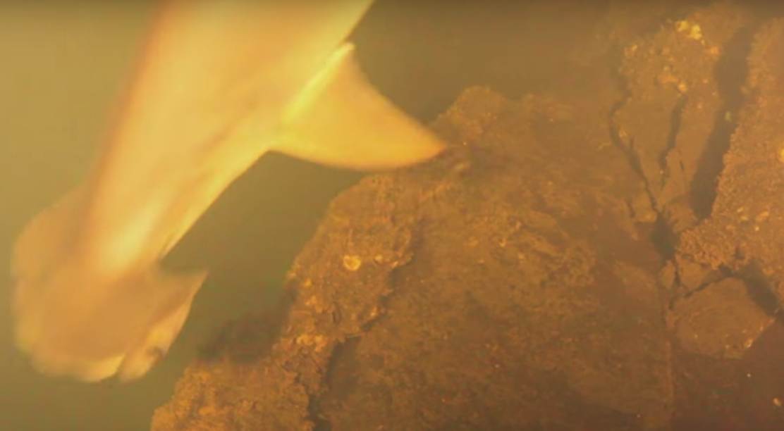 These Sharks Live in an Active Volcano | Inverse
