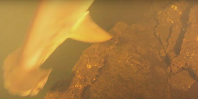 These Sharks Live in an Active Volcano | Inverse