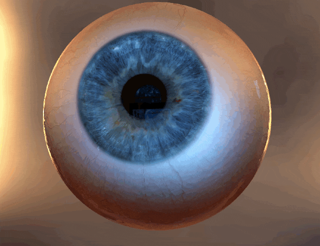 This Creepy Animated Eye Explains Pupil Dilation, So Stare Away | Inverse