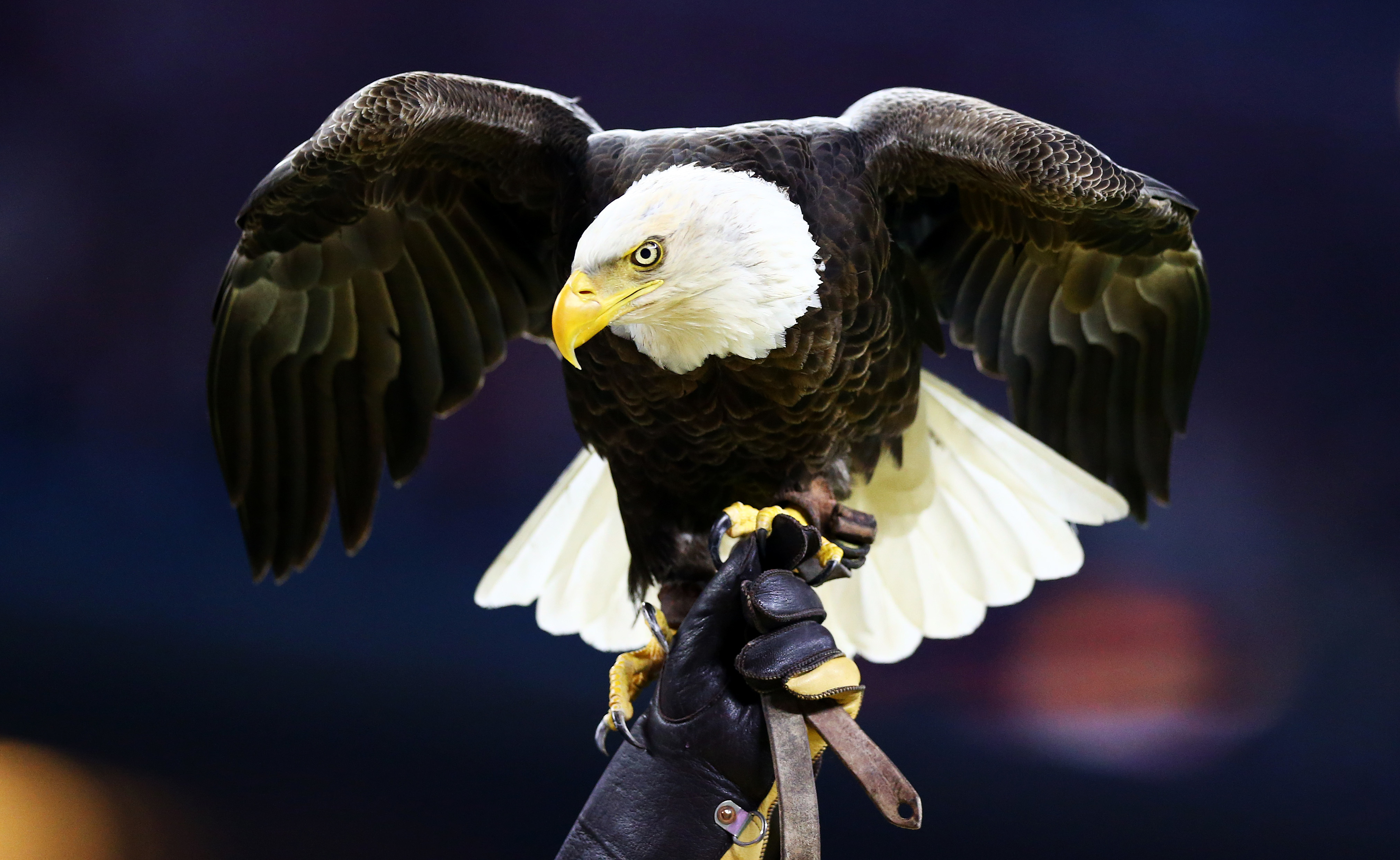 If Drones Are “High-Tech,” What Are Eagles? | Inverse