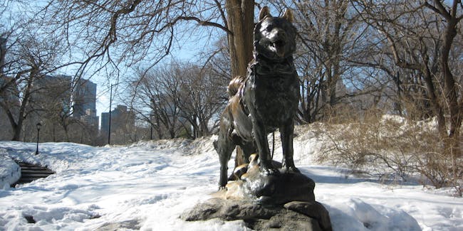 The Science Behind Balto's Famous Journey That Took Place 93 Years Ago ...