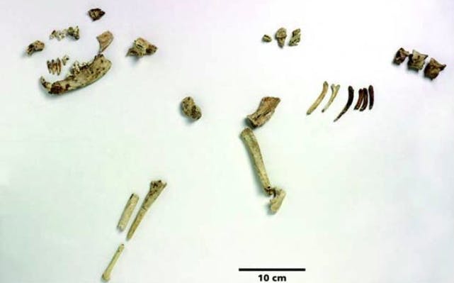 Dog Fossils Reveal Long, Deep Relationship Between Humans and Canines ...
