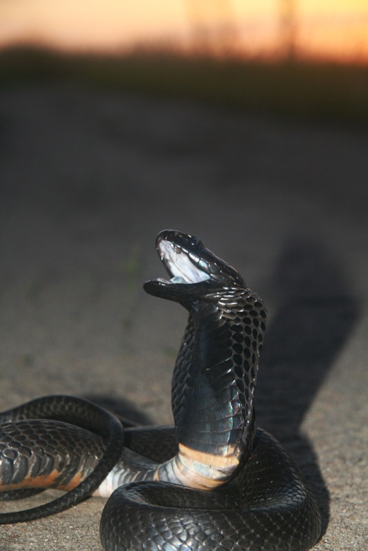 Snake Bites: New Nanoparticle Treatment Stops Venom Necrosis in Its ...