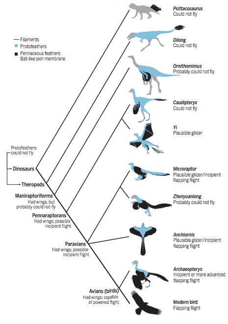 How Birds Evolved From Dinosaurs and Learned How to Fly | Inverse