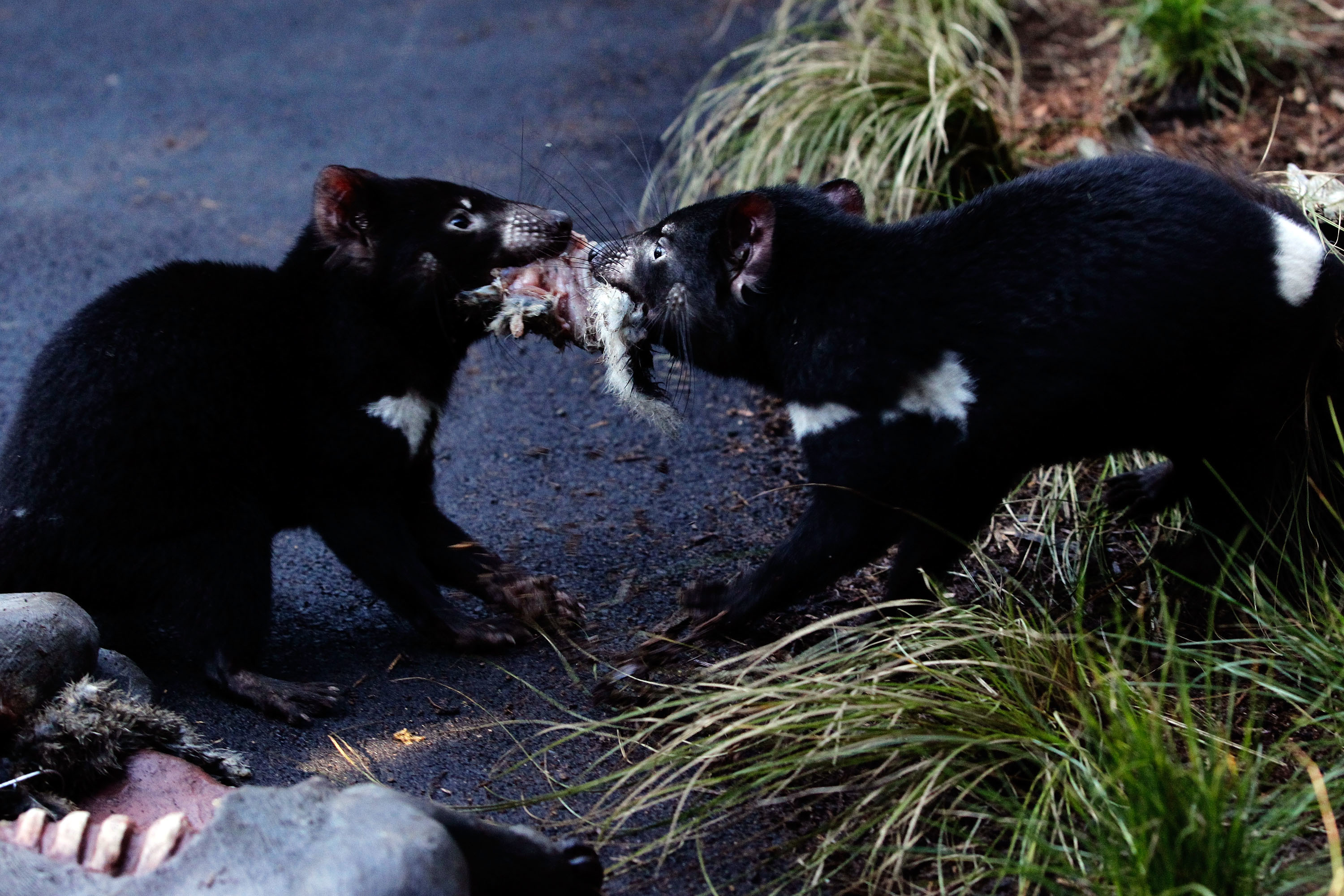 New Population of Tasmanian Devils Could Supply Much-Needed Genetic ...