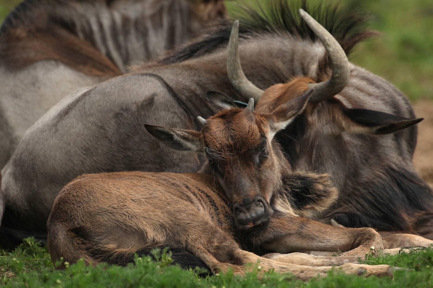 Africa's Great Wildebeest Migration Live-Streamed for The First Time ...