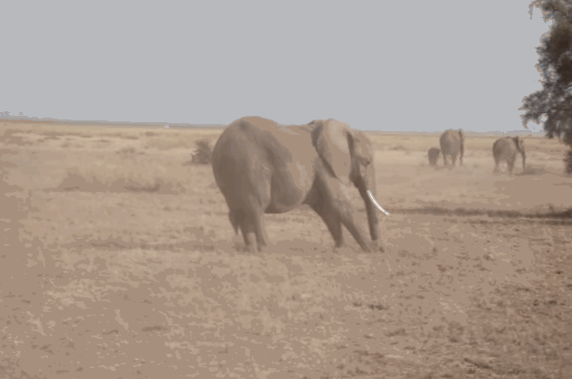 What You Need to Know About Elephant Tranquilizers, AKA Carfentanil ...