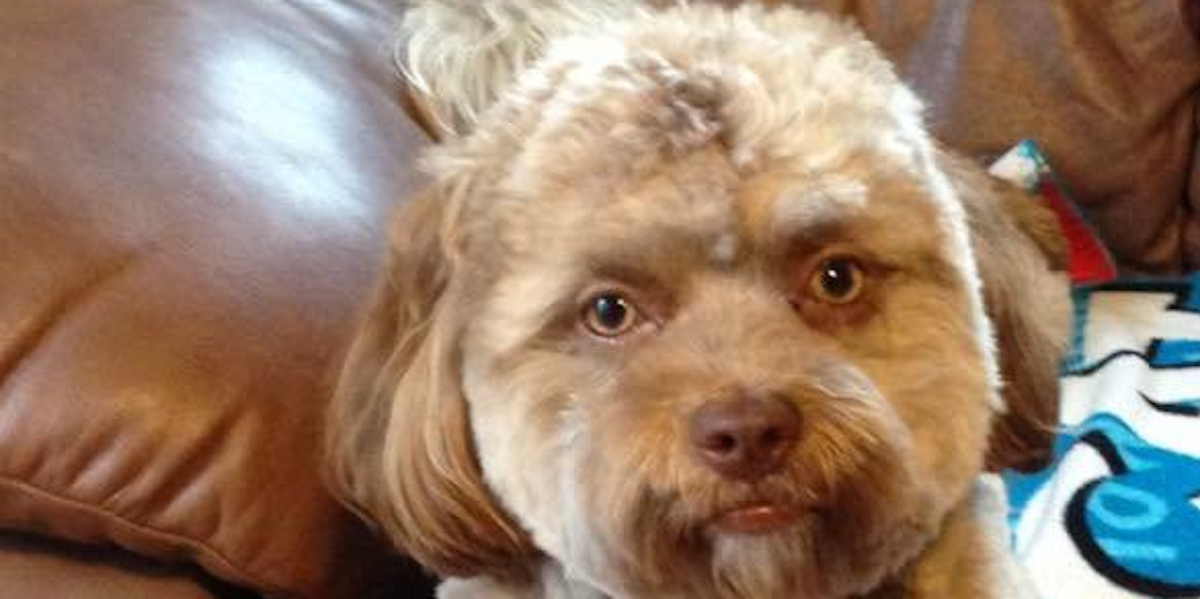 Why This Viral Dog's Face Looks Human, According to Science | Inverse