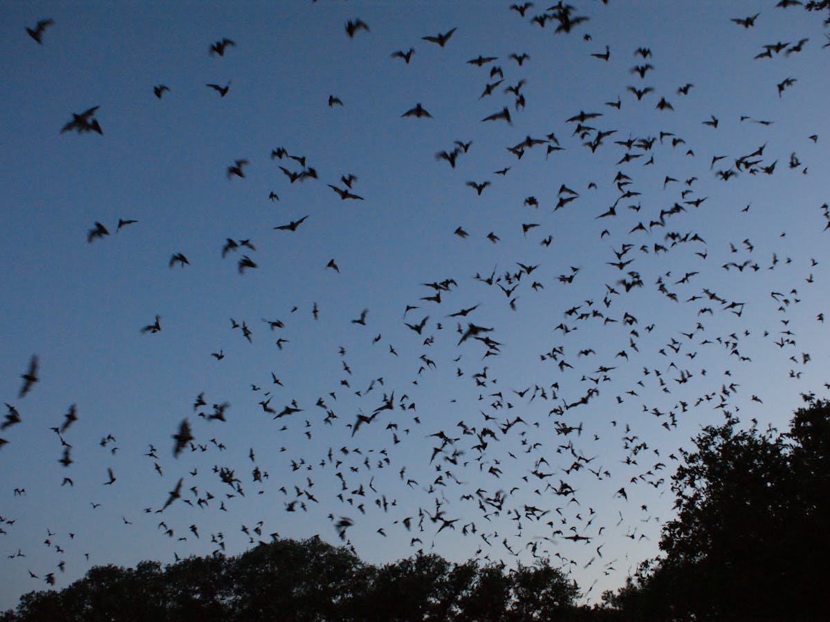 DNA From Long-Lived Bats Supports Telomere Theory of Life Extension ...