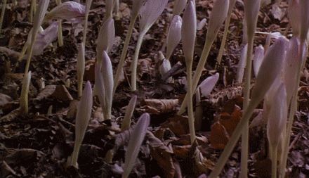 America's Invasive Plants Can Spread Way Further Than We Thought | Inverse