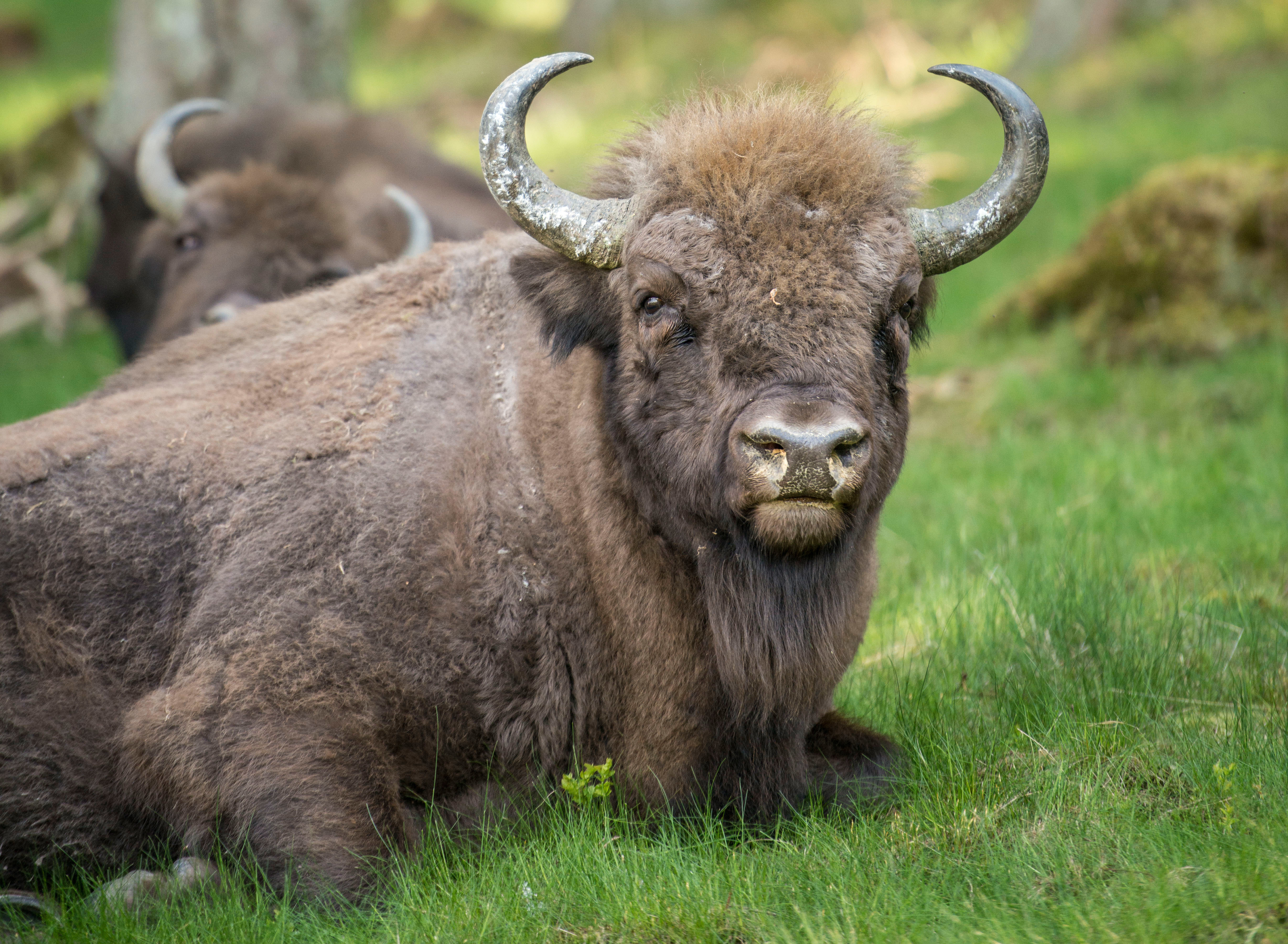 The Bison Is Now America's National Mammal | Inverse