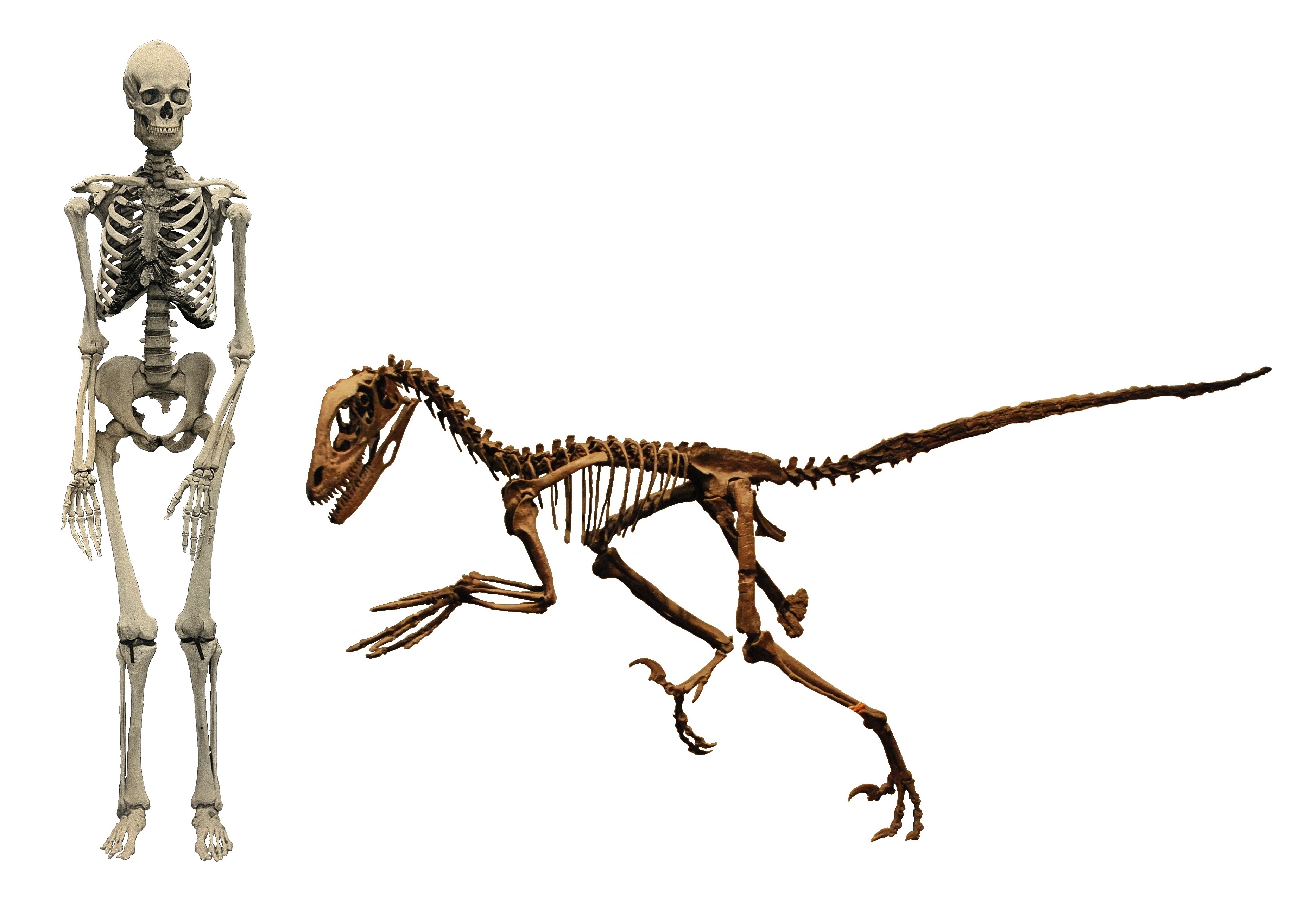 Greg Gianforte Donated to a Bible Museum for Dinosaur Fossils | Inverse