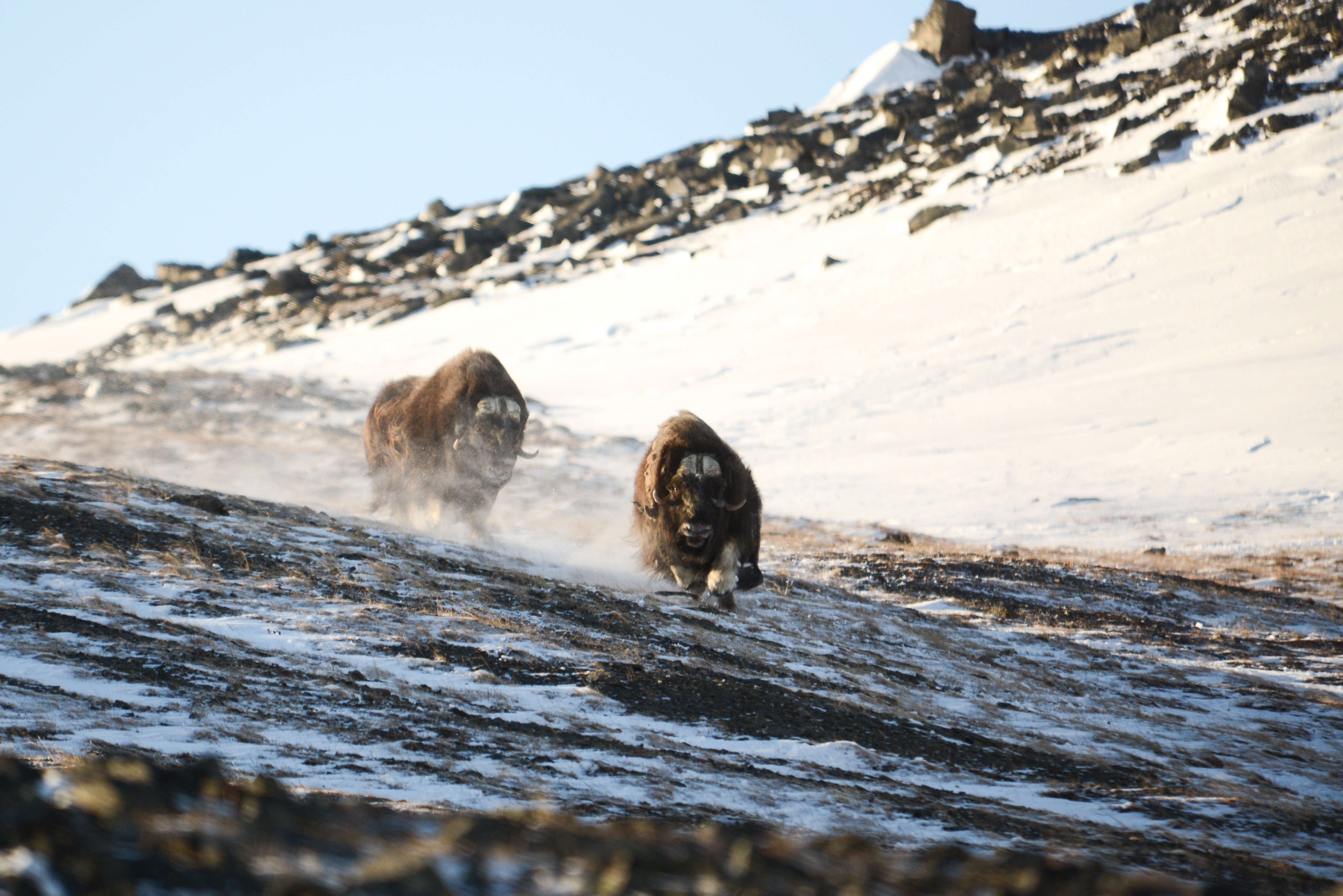 This Scientist Donned a Polar Bear Suit to Chase Muskoxen Around the ...