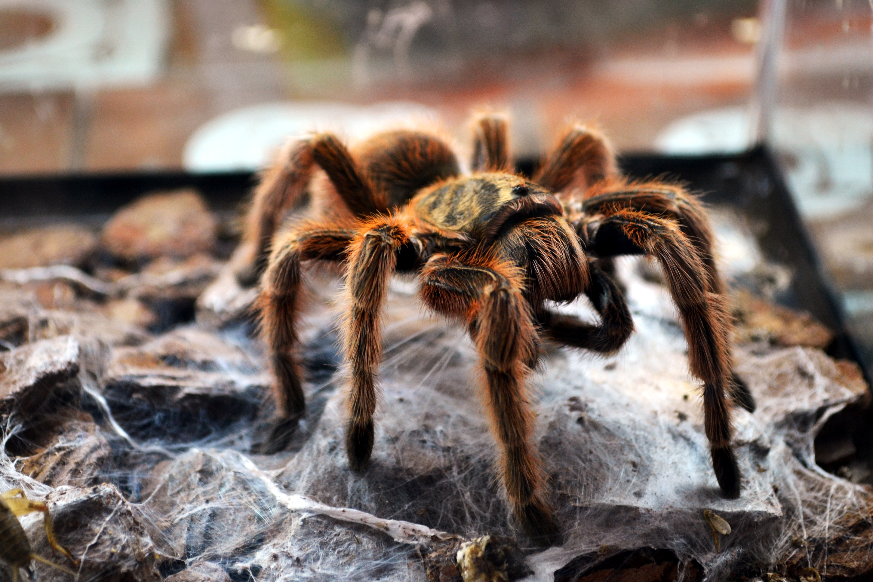 This Spider Venom Is an All-Natural Painkiller | Inverse