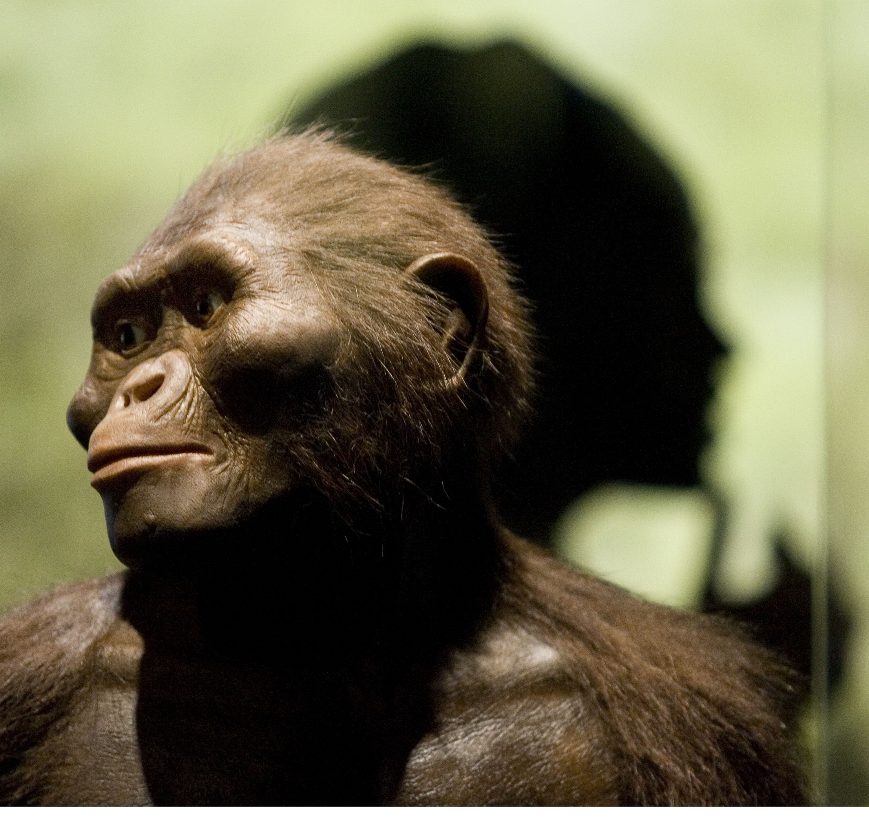 Lucy’s Cause of Death Shows How Little We’ve Actually Evolved | Inverse