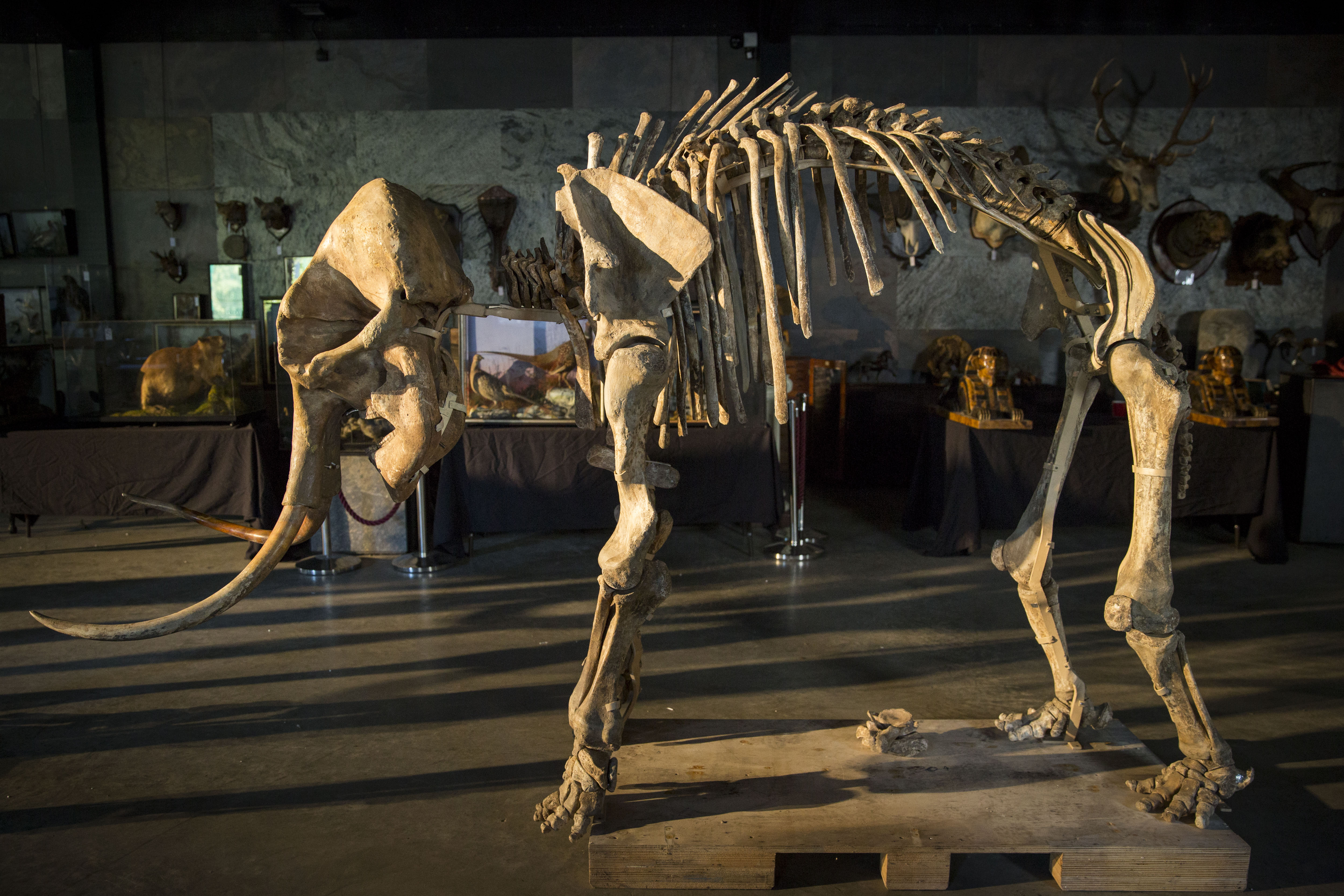 Ancient Mammoth Bones Purchase for $646,000 for Company's Lobby | Inverse