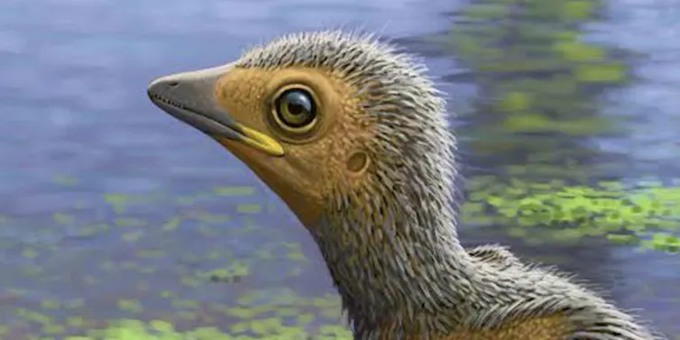 127 Million-Year-Old Fossil Reveals Bird That Was Cuter Than a Porg ...