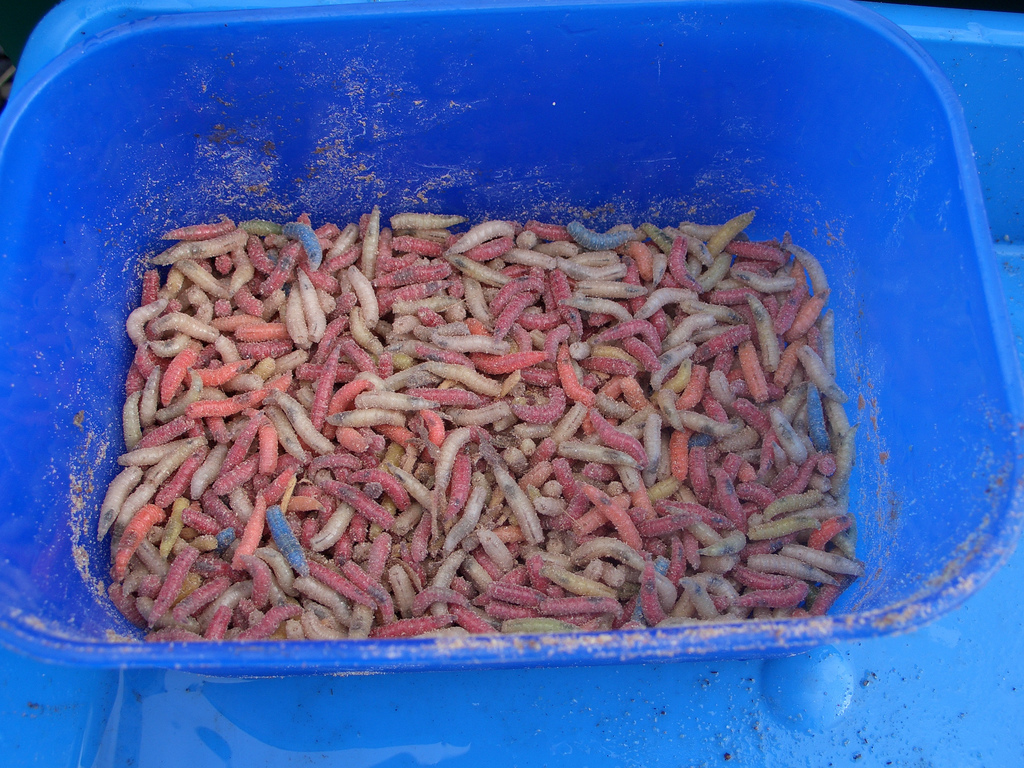 Which Bug Is More Useful? Maggots vs. Leeches | Inverse