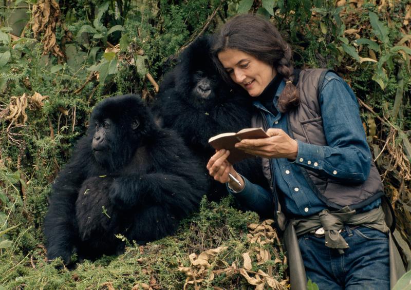 Nat Geo Blends True Crime With Gorilla Science in 'Dian Fossey' | Inverse