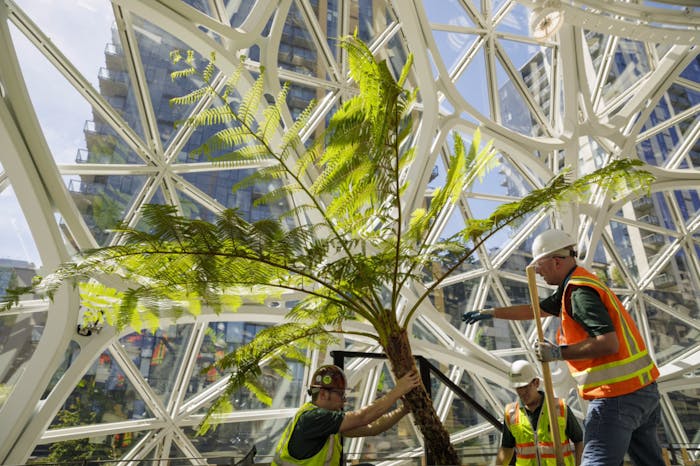 Amazon is Putting 40,000 Plants into Huge "Biospheres" in Seattle | Inverse