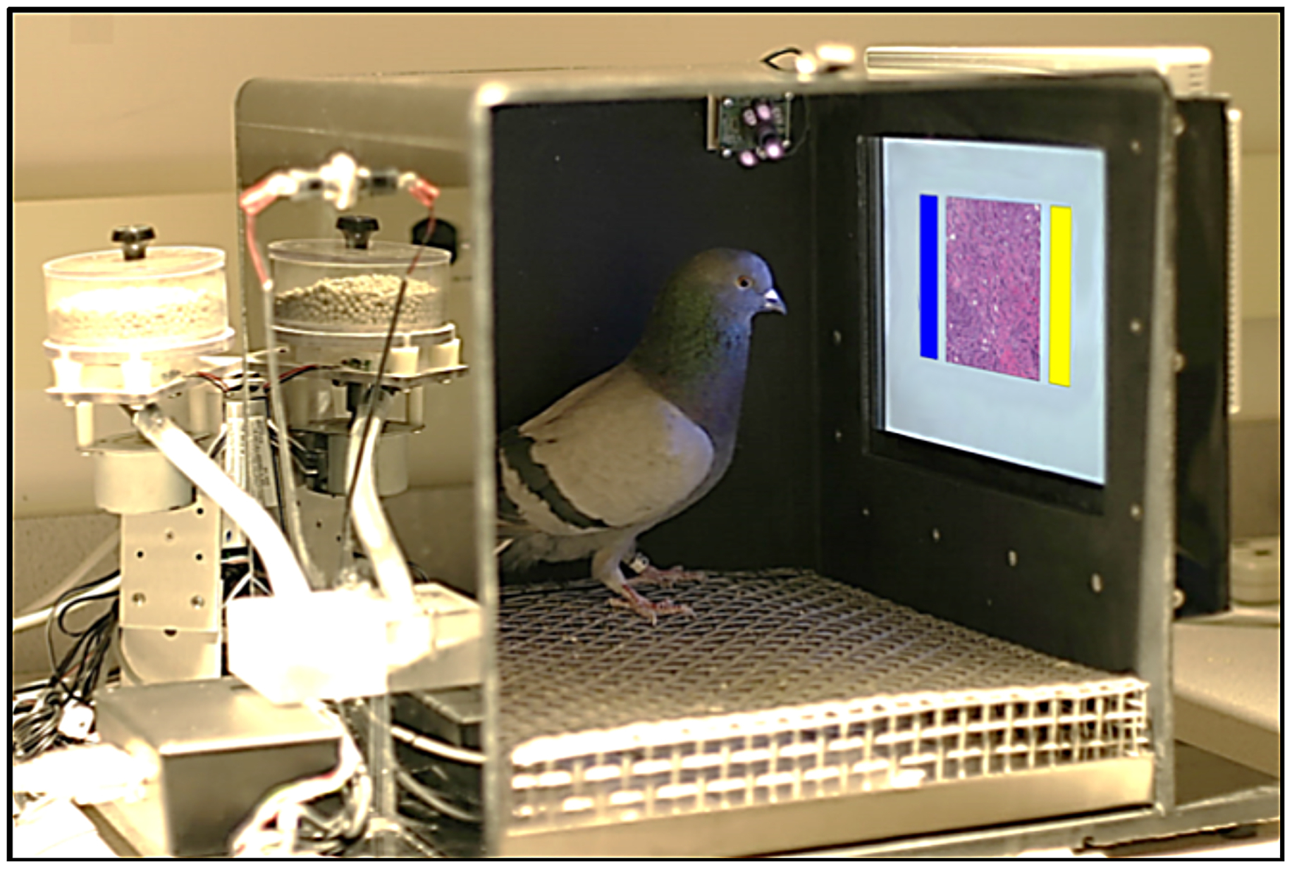 Pigeon Become Latest Animal Pathologists, Diagnose Breast Cancer | Inverse