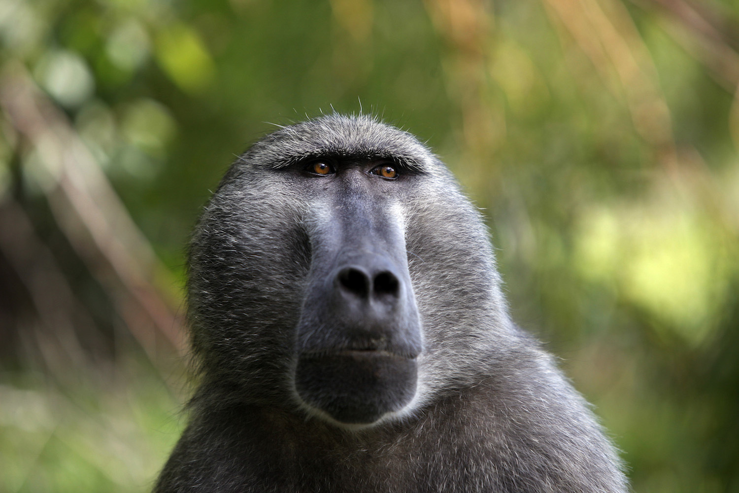 Baboons Killing It at Democracy | Inverse