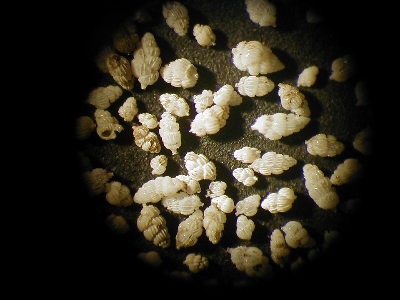 Robots Sort Fossils for Climate Change North Carolina State University ...