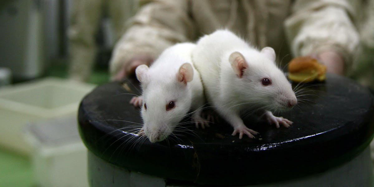 Researchers Use Cocaine-Addicted Rats to Pinpoint Potential Addiction ...