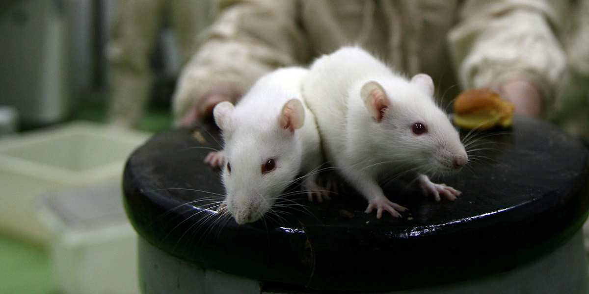 Researchers Use Cocaine-Addicted Rats to Pinpoint Potential Addiction ...
