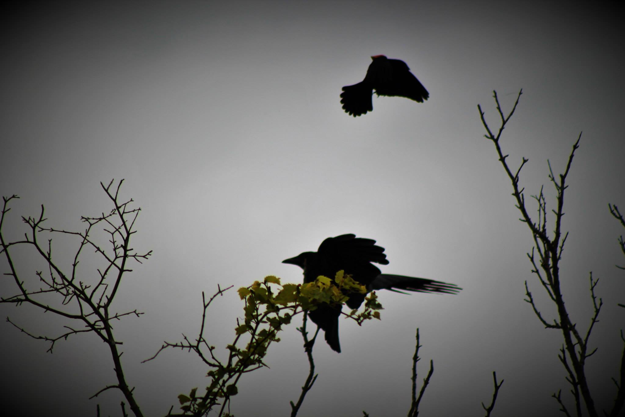 The Playful and Ominous World of ‘Enlightened Birdmen' | Inverse