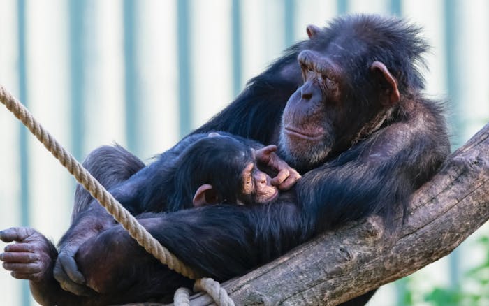 Chimp Cannibalism Extends to Babies in Gruesome Science Study | Inverse