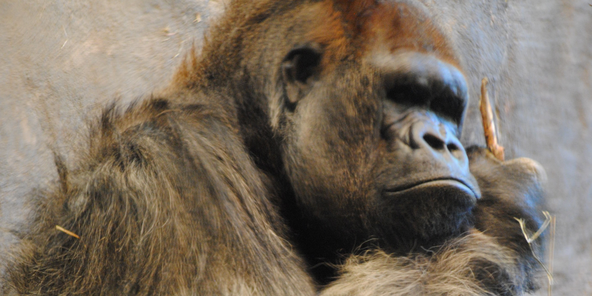 Great Ape DNA Is Providing New Clues About Human Evolution | Inverse