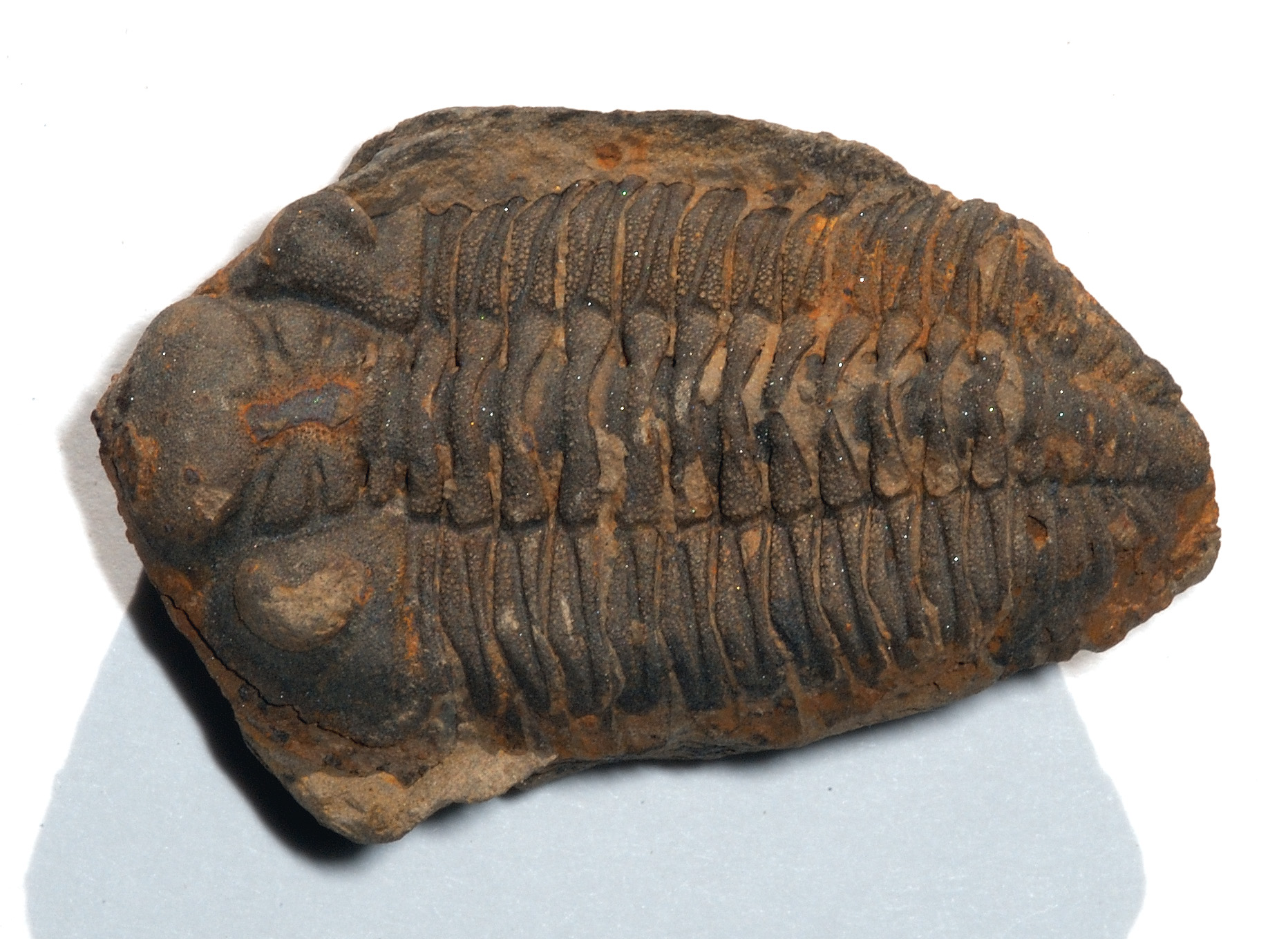 475 Million-Year-Old Trilobite Fossil Found in Tennessee Looks Alien ...