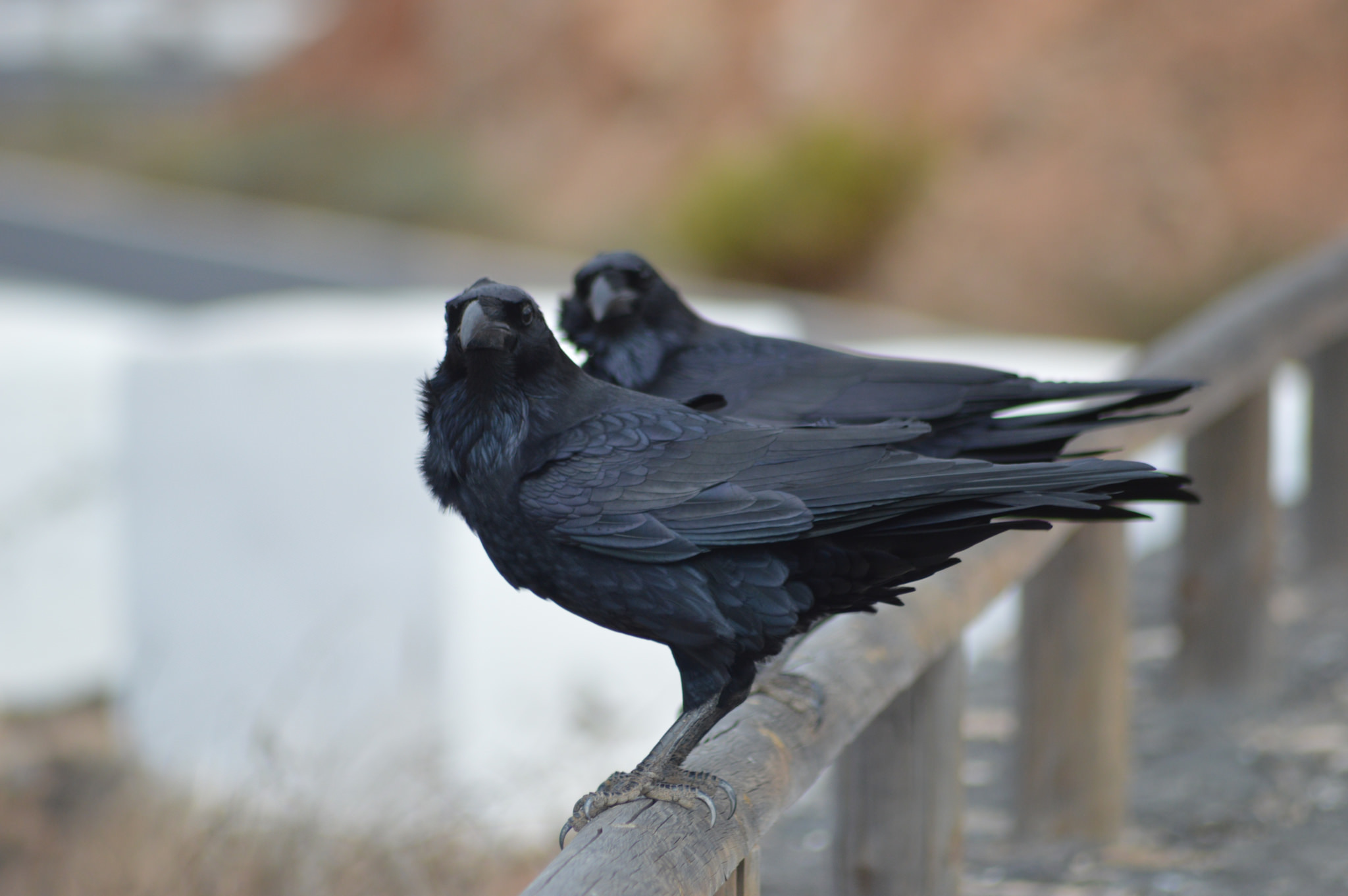 Why Do Crows Gather Around Their Dead? | Inverse