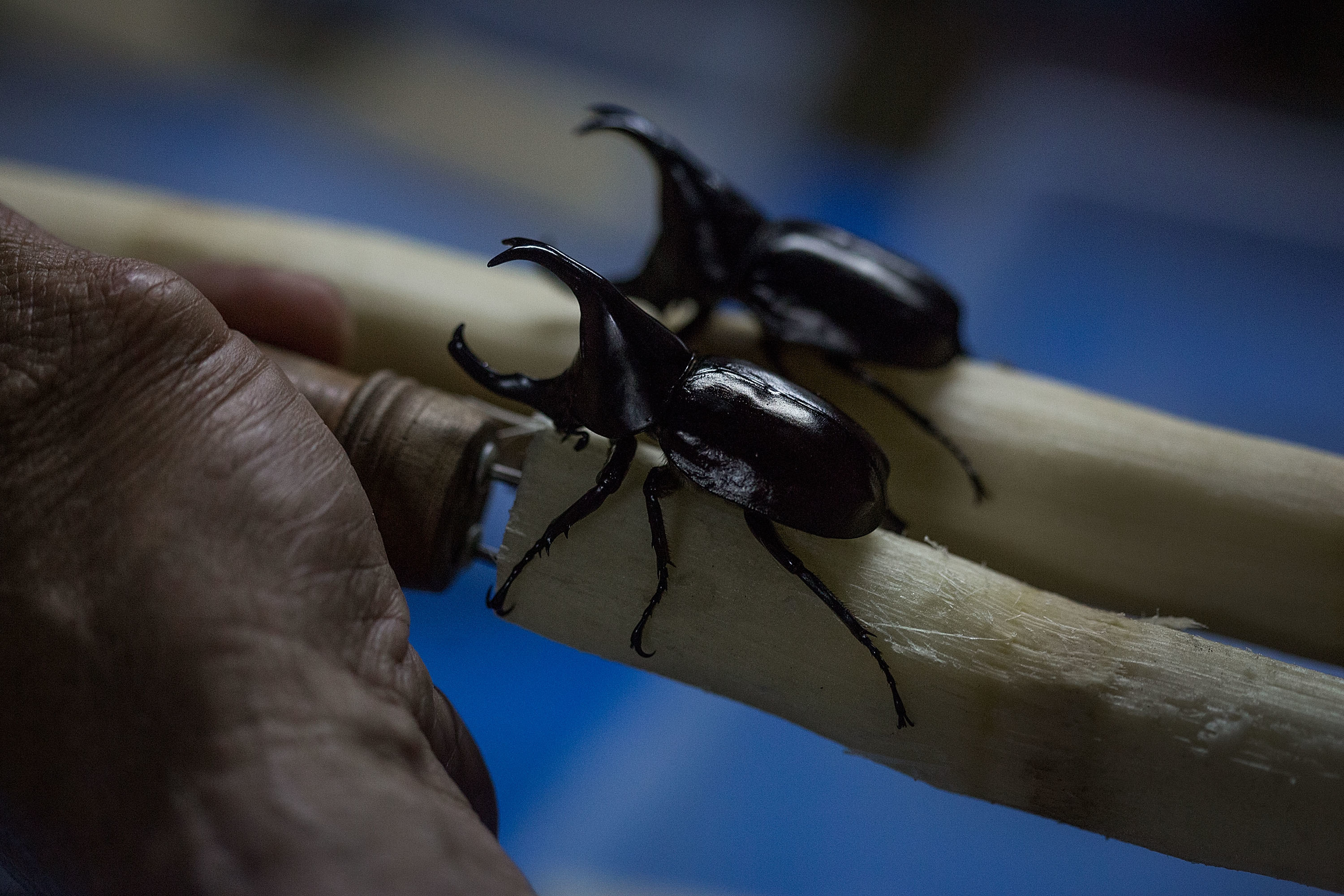 Beetle Study Shows Bug Genitals Change Shape When They Bone Too Much ...