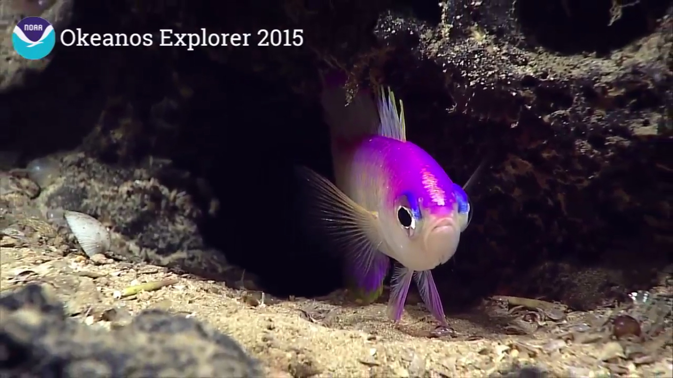 These Deep Ocean Expeditions Have Captured Some Wicked Cool Sea Life ...