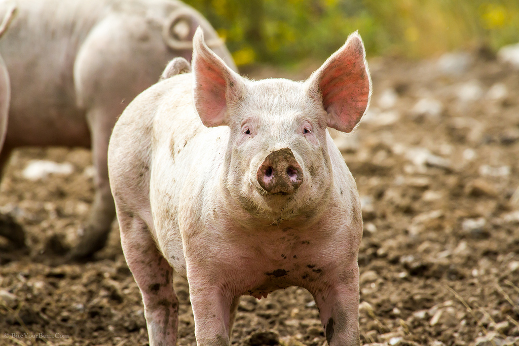 The First Genetically Engineered Animals We Eat Might Be Super Swole ...