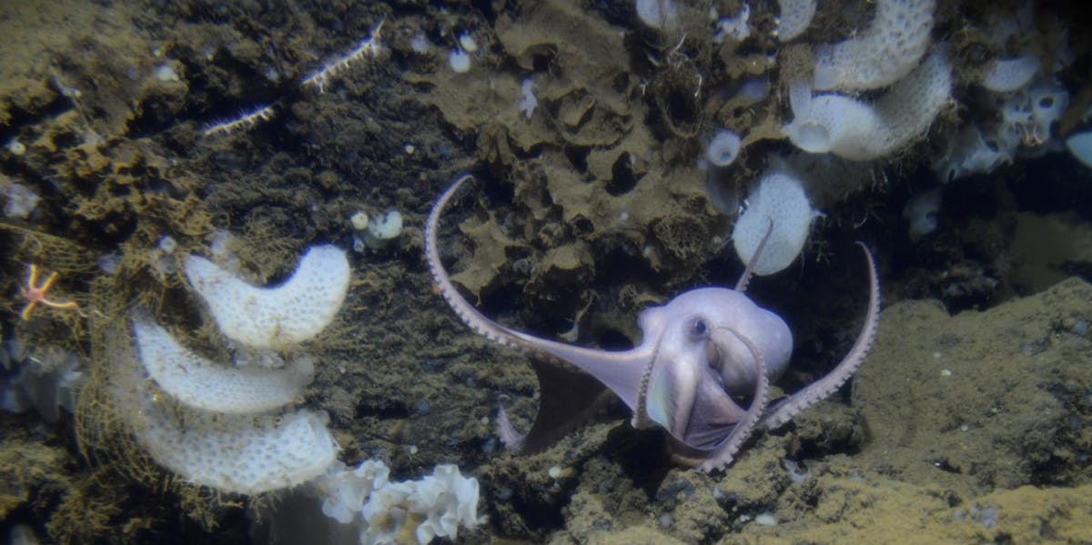 Huge Octopus Clusters Baffle Scientists by Setting Up Nursery in Hot ...