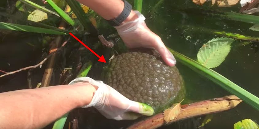 Mysterious Wet Blobs Found in Canada Are Ancient Animals | Inverse