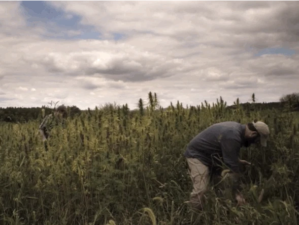 'Harvesting Liberty' Shines a Light on the Massive Potential for Legal ...