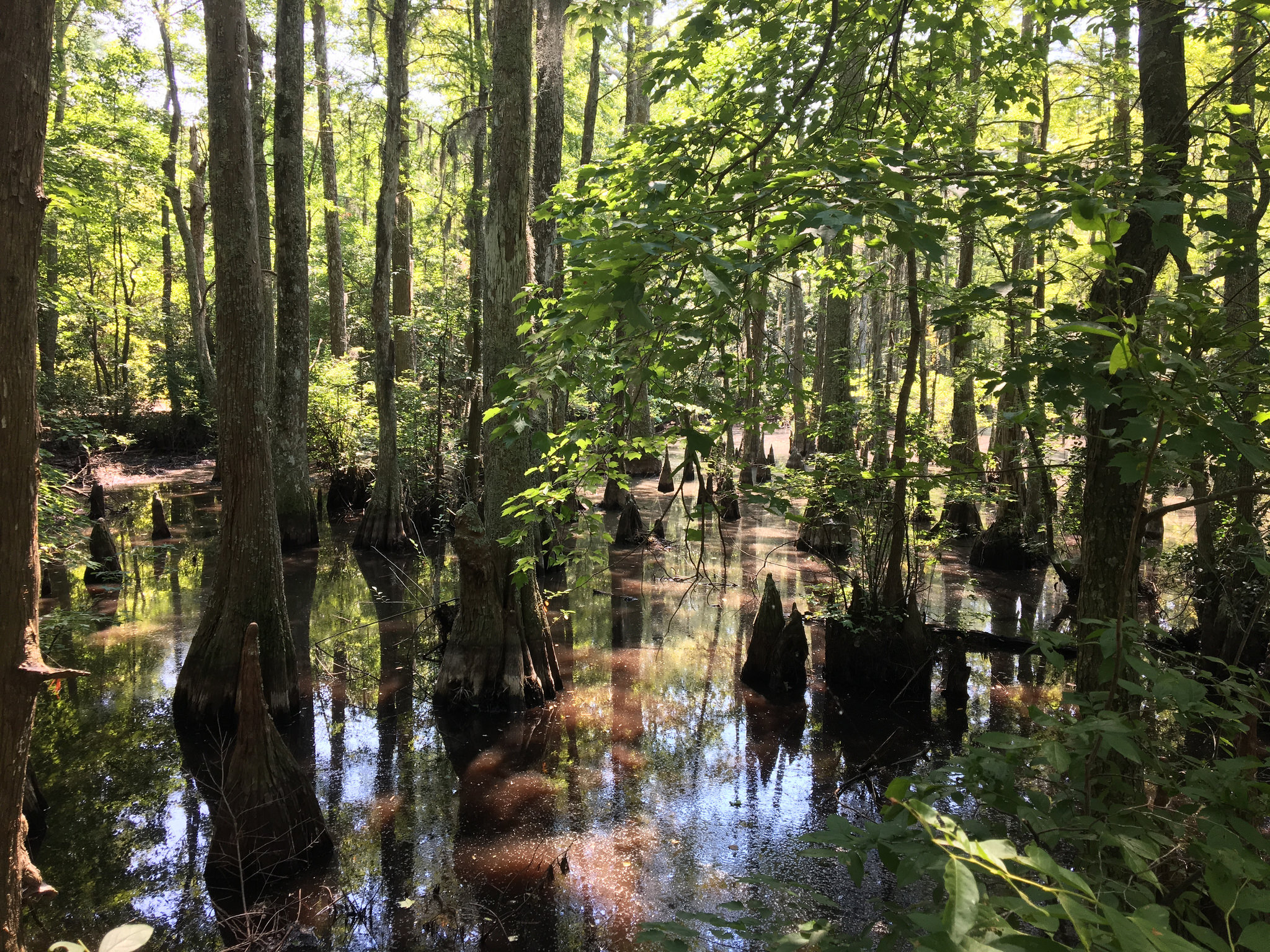 Why Swamps Are More Important for the Climate Than Ever Before | Inverse