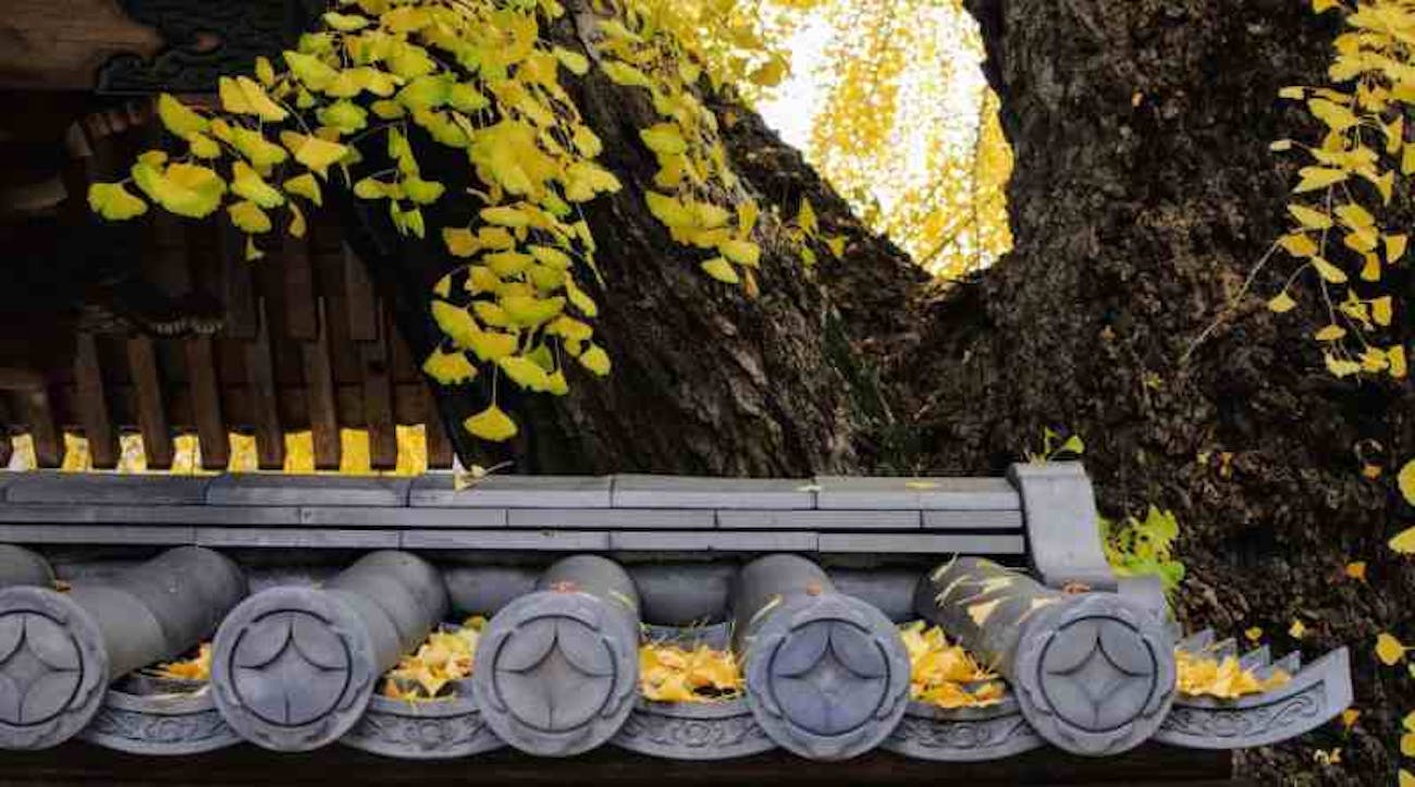 Hiroshima A-Bomb: Ginkgo Trees That Survived the Blast Still Grow | Inverse