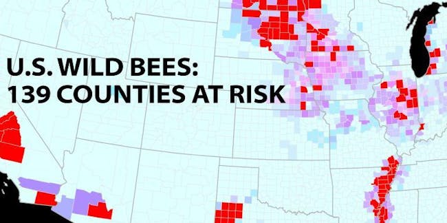 These Maps Show How Bad It's Become for U.S. Bees | Inverse