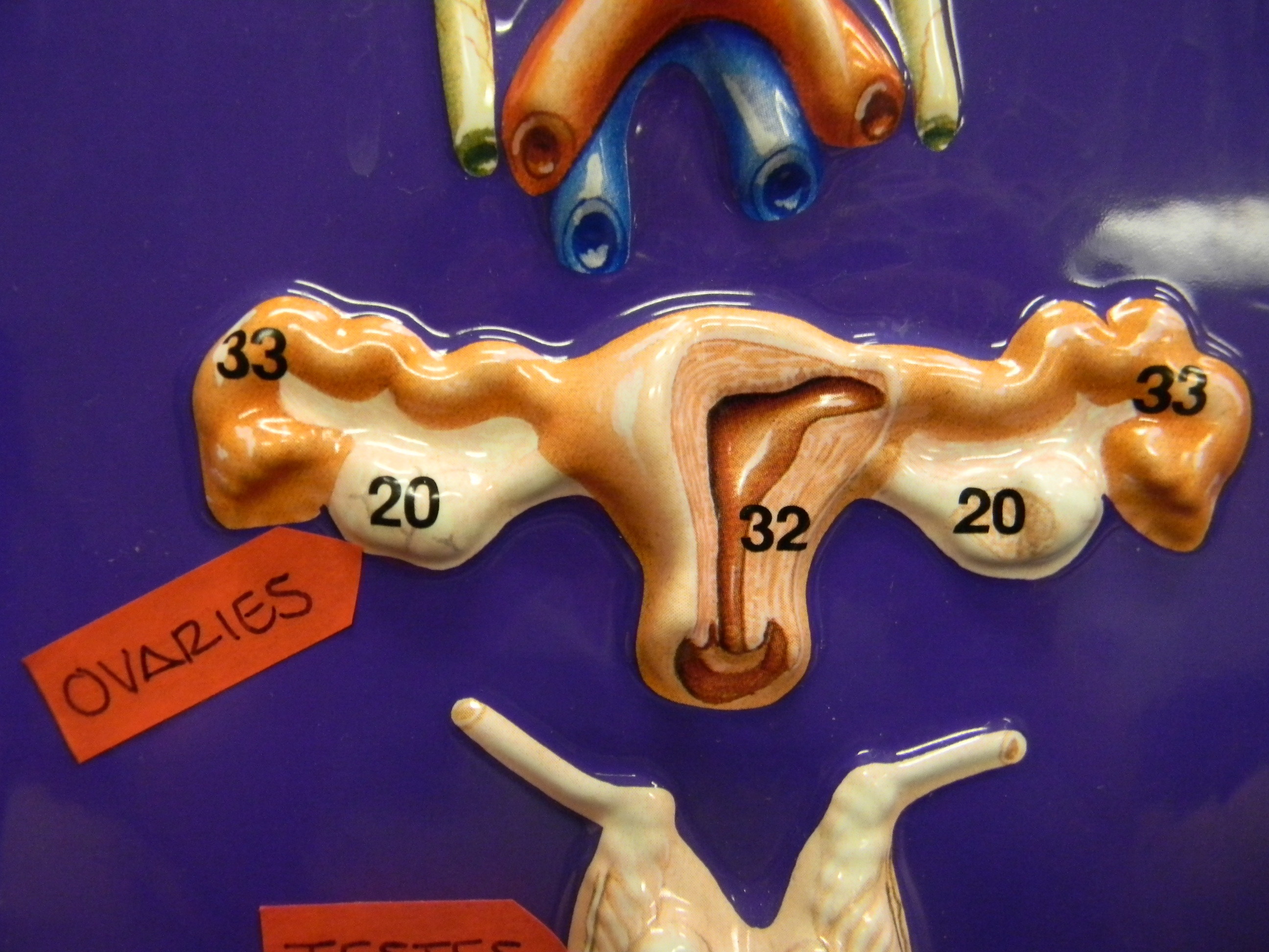 3-D Printed Ovaries Let Infertile Mice Give Birth | Inverse