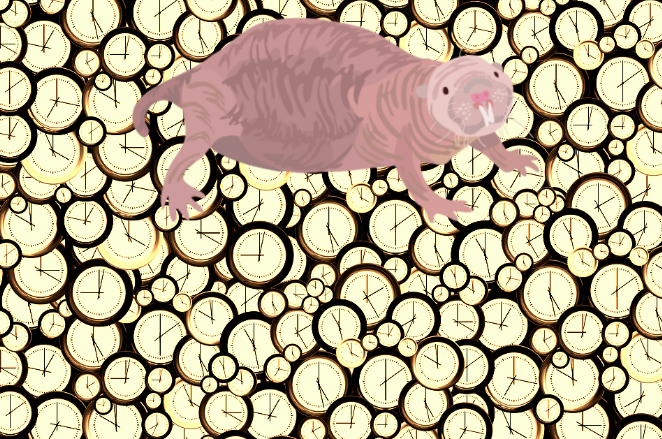 Naked Mole Rats Defy Mortality Laws, May Hold Secret to Longevity | Inverse