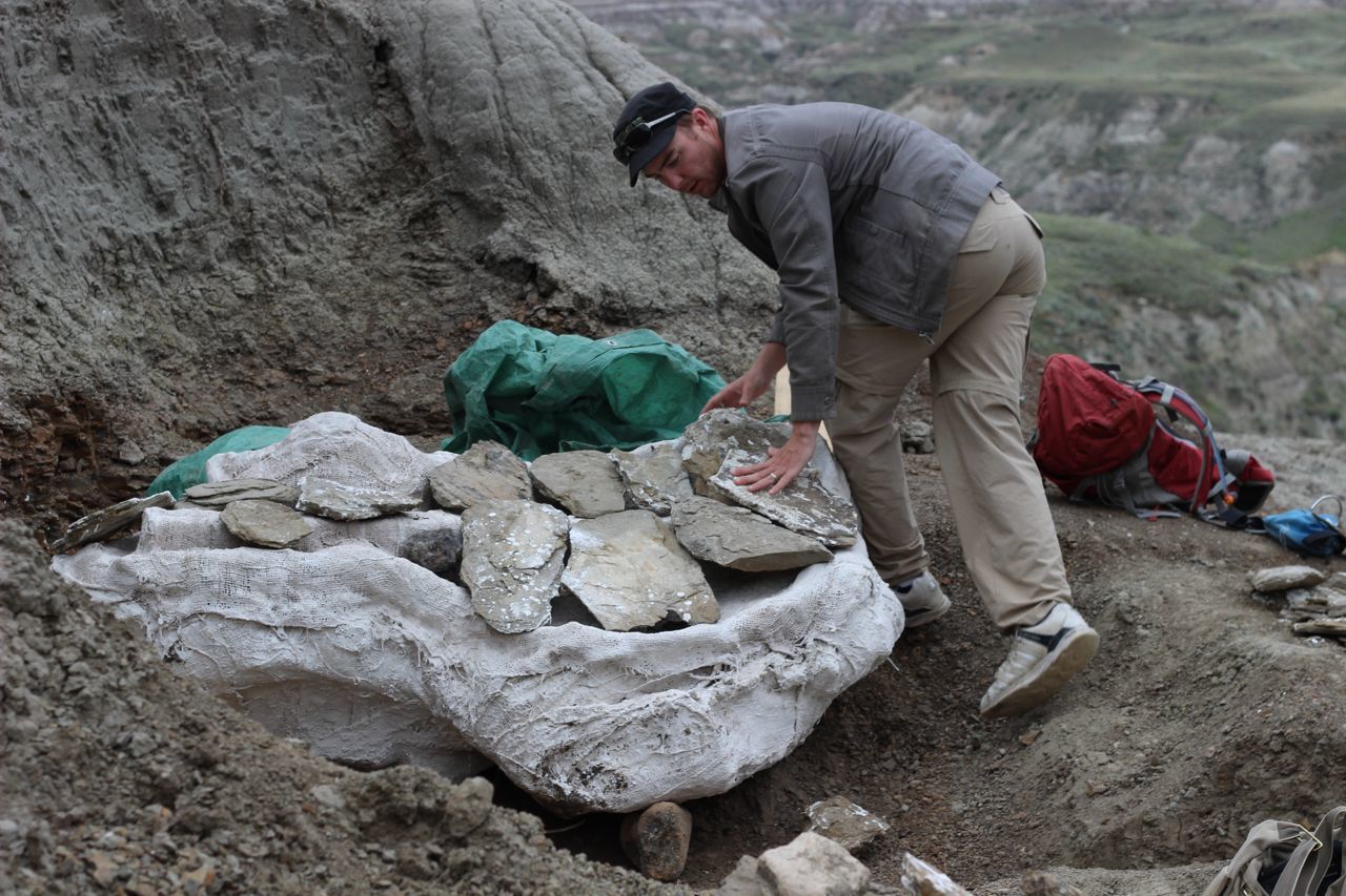 America's Most Famous Dinosaur, Sue the T. Rex, Has a Sexual Identity ...