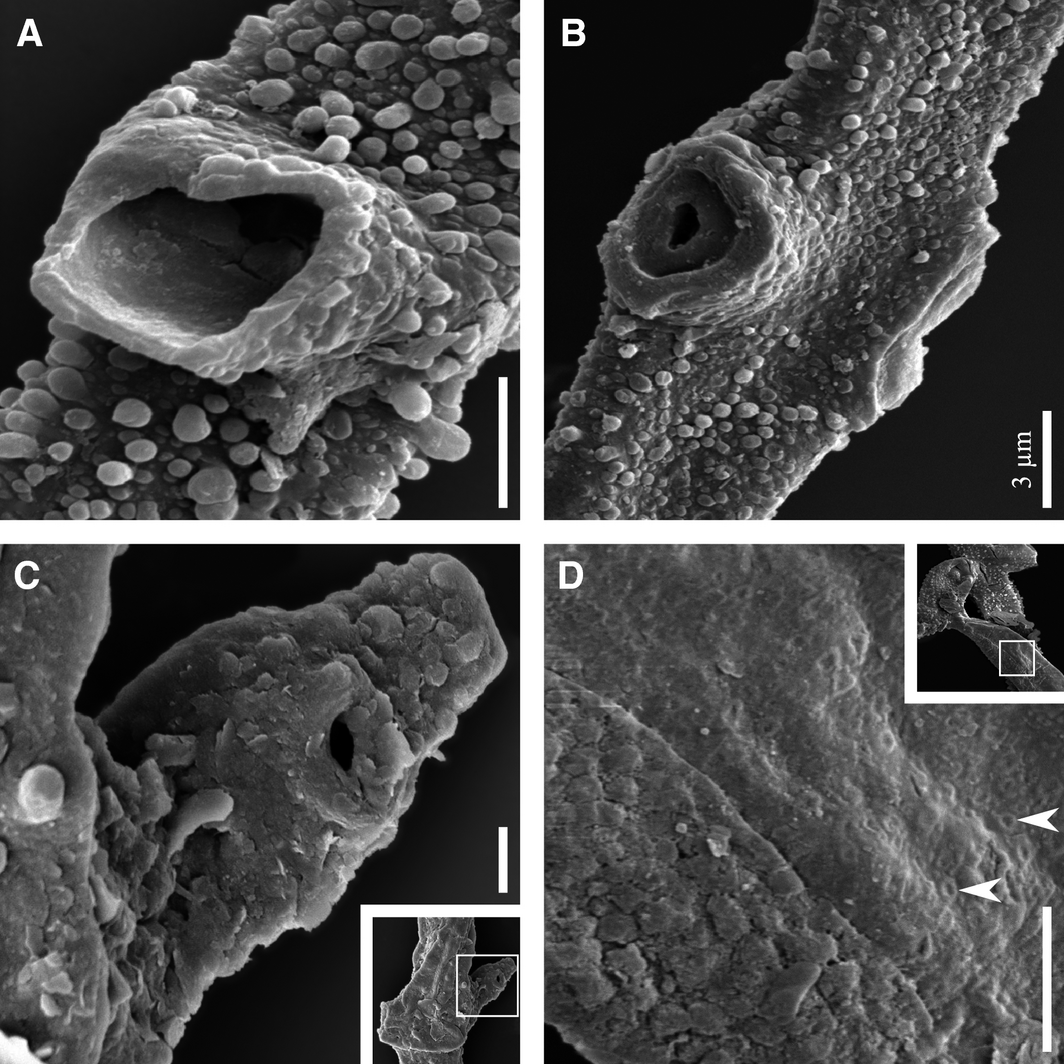 This "Tortotubus" Fungus Is the Oldest Land Fossil Ever Found | Inverse