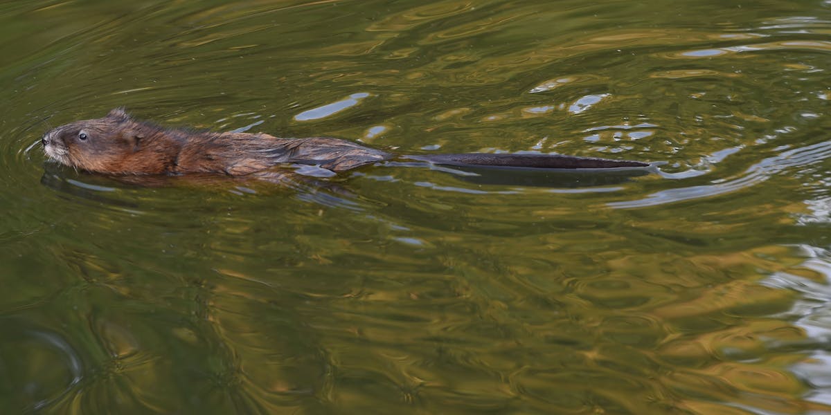 This 1950 Video of Idaho's Parachuting Beavers Was Almost Lost Forever ...