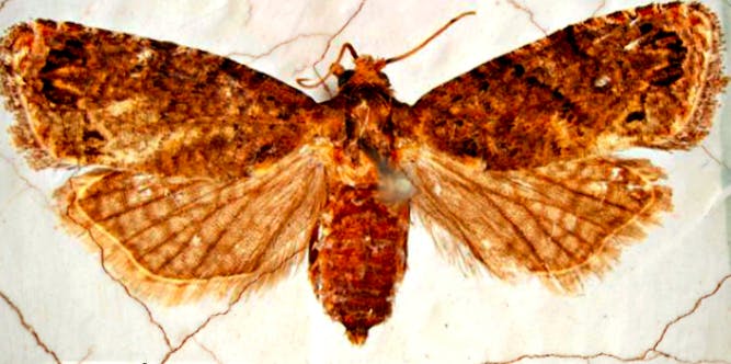 Moth Fossils Older Than Flowers Were Shaped By Climate Change | Inverse